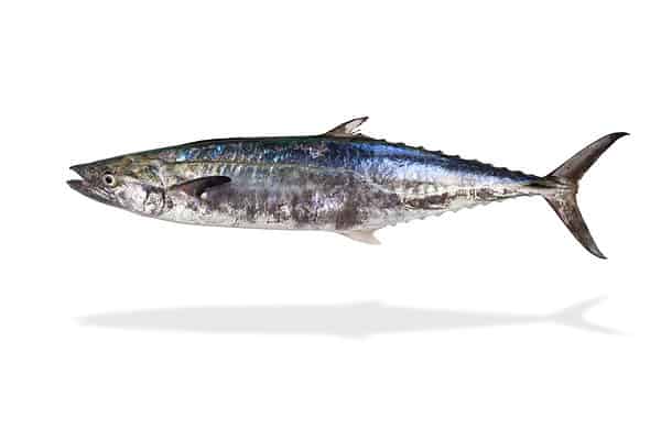 King Mackerel Animal Pictures | A-Z Animals