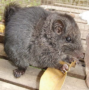 13 Animals That Look Like Squirrels - A-Z Animals