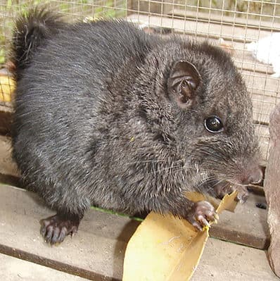 13 Animals That Look Like Squirrels - A-Z Animals