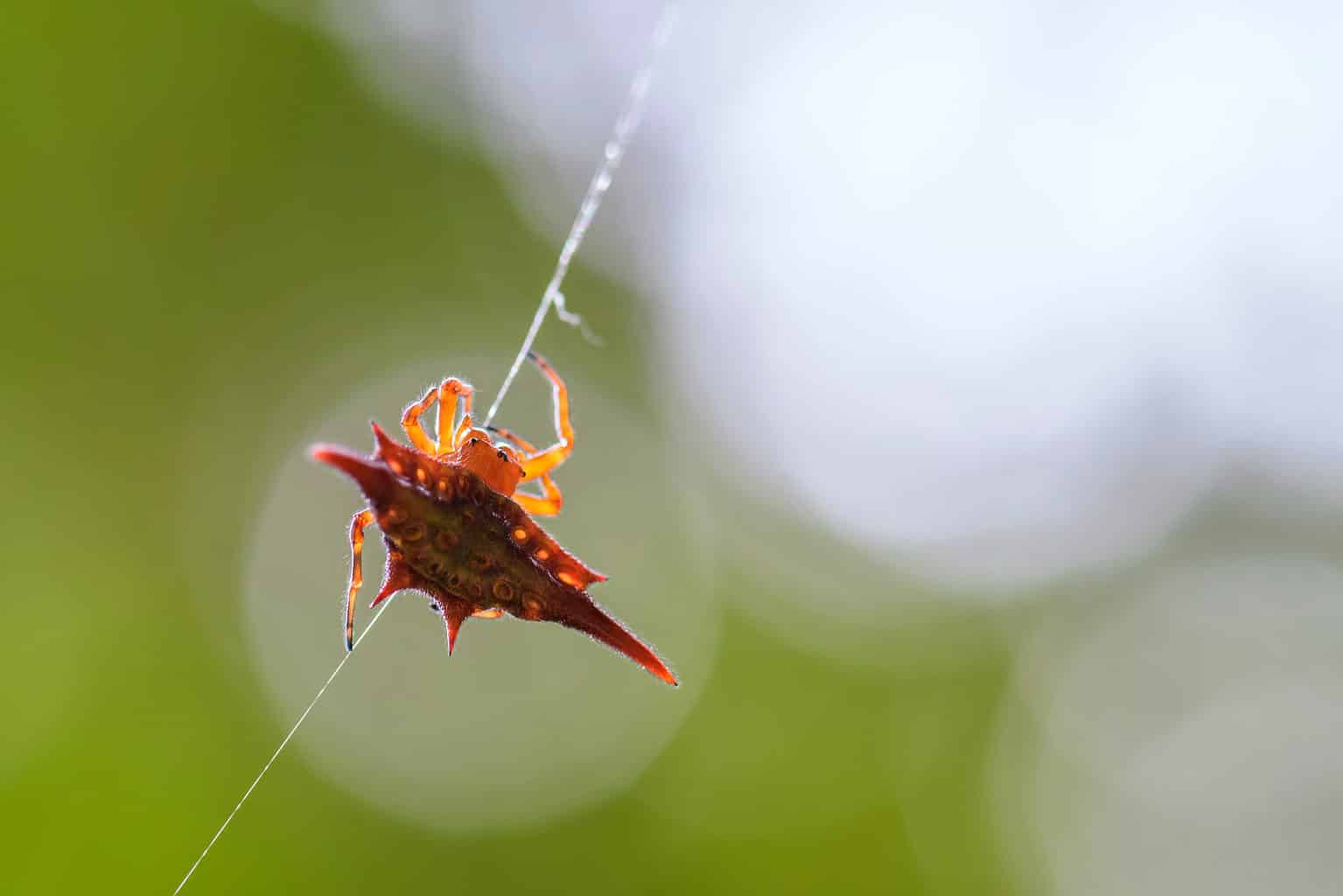 Long-Winged Kite Spider Animal Facts - Gasteracantha versicolor - A-Z ...