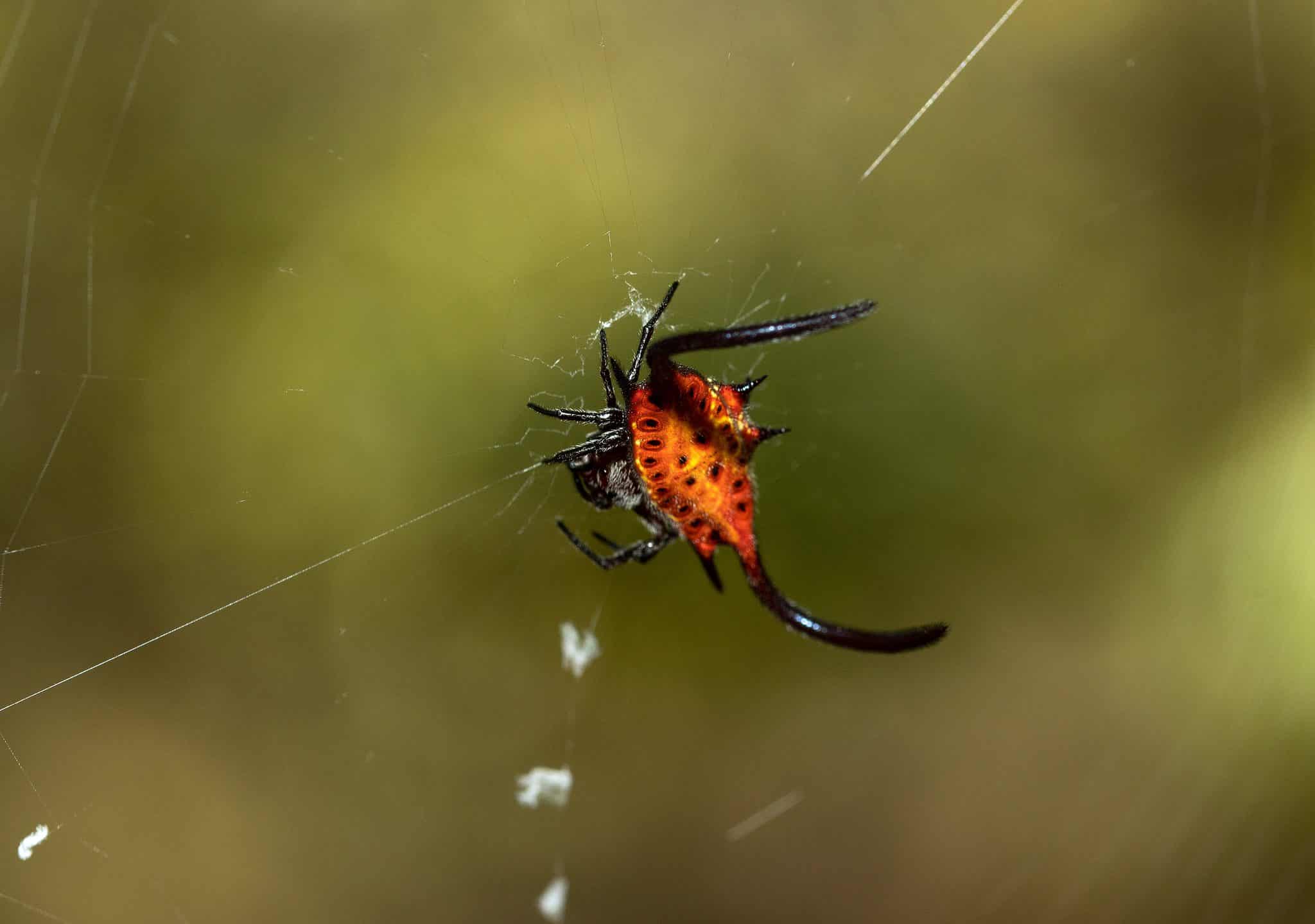 Long-Winged Kite Spider Animal Facts - Gasteracantha versicolor - A-Z ...