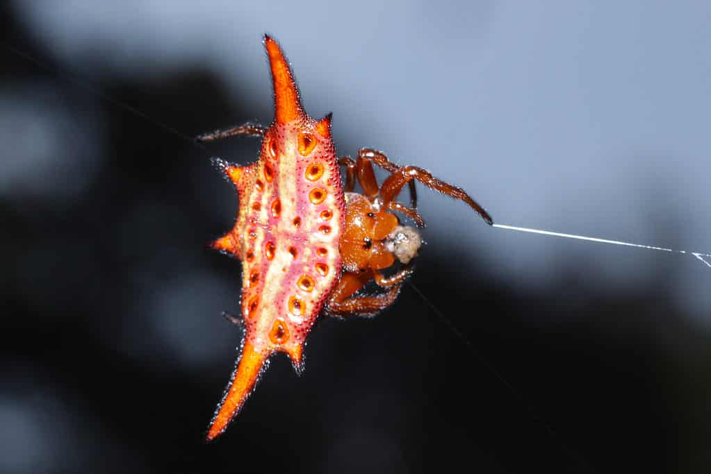 Long-Winged Kite Spider Animal Facts - Gasteracantha versicolor - A-Z ...
