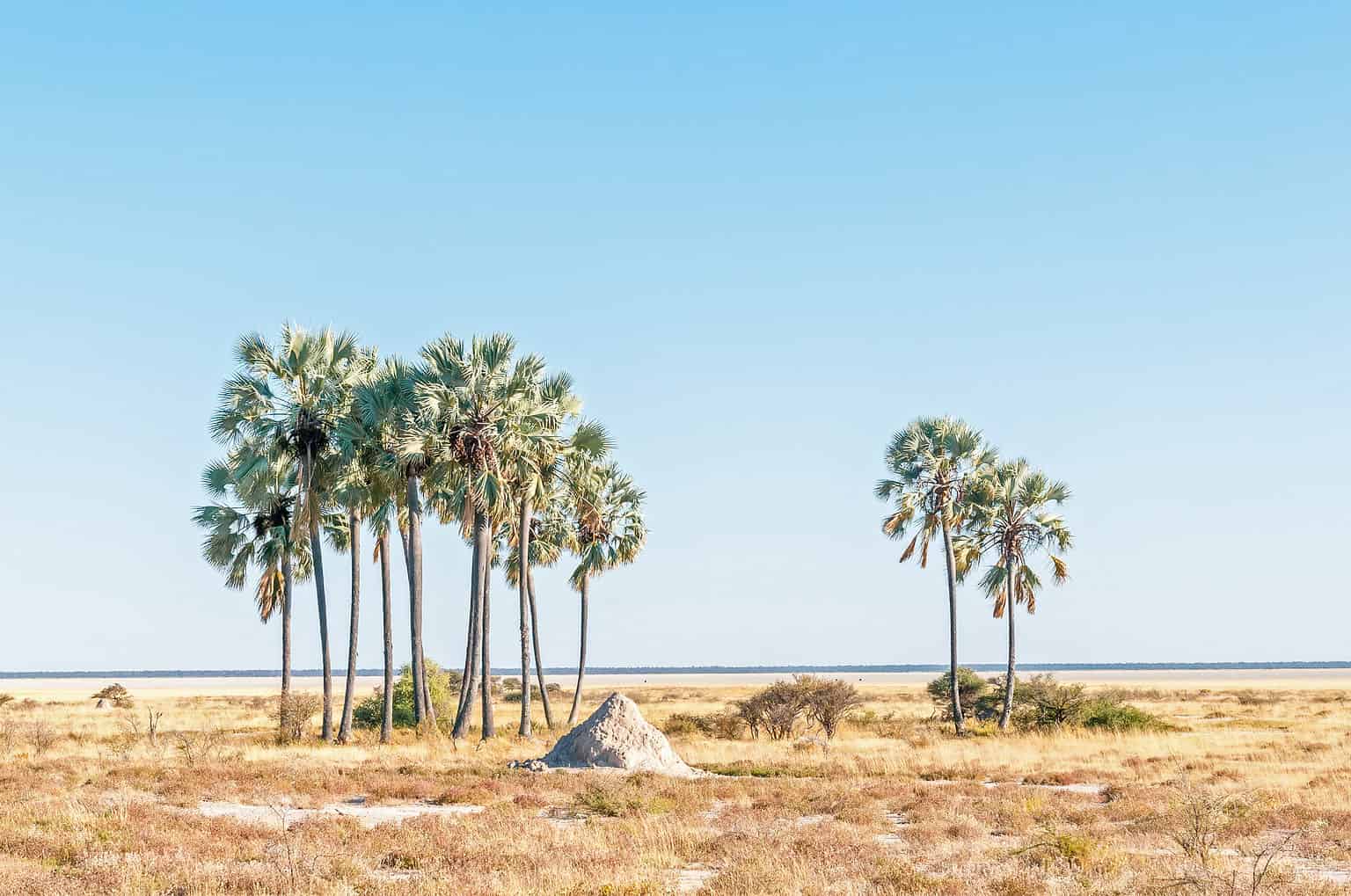8 Incredible Trees Native to Namibia - A-Z Animals