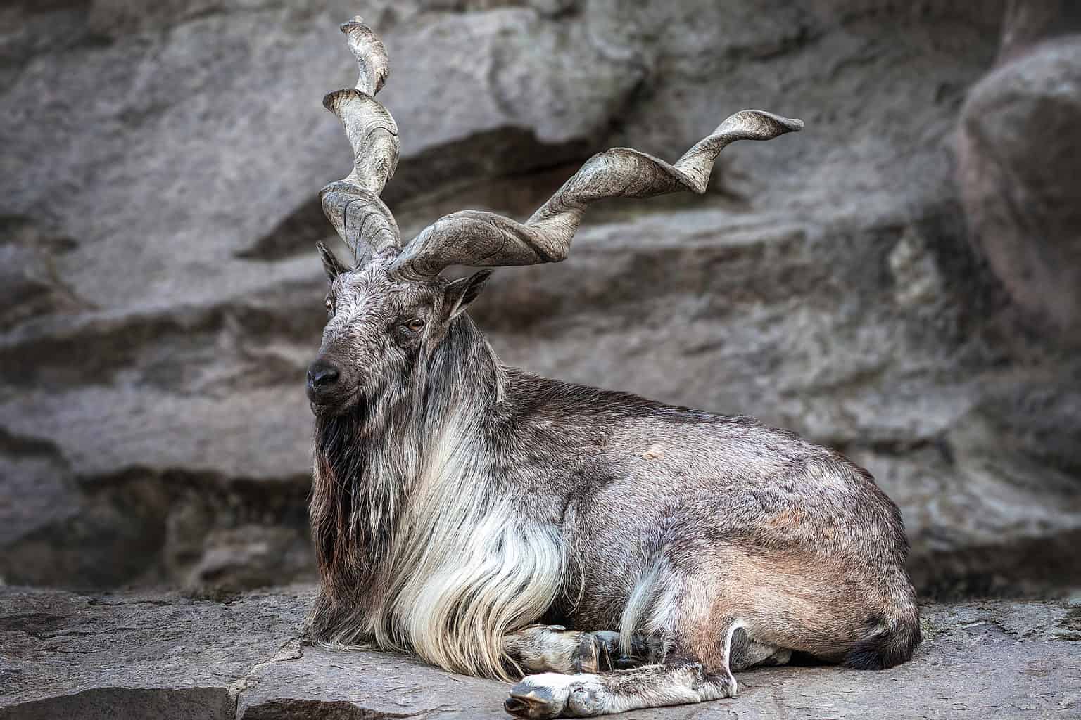 Markhor Animal Facts - Capra falconeri - A-Z Animals