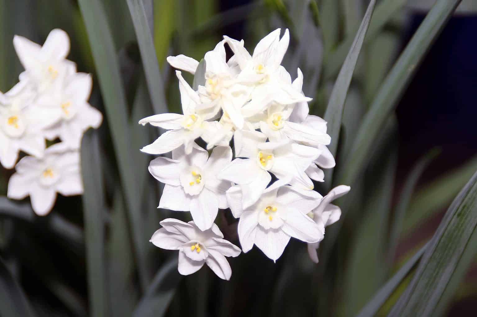 4 Delightful Types of Paperwhite Daffodils - A-Z Animals