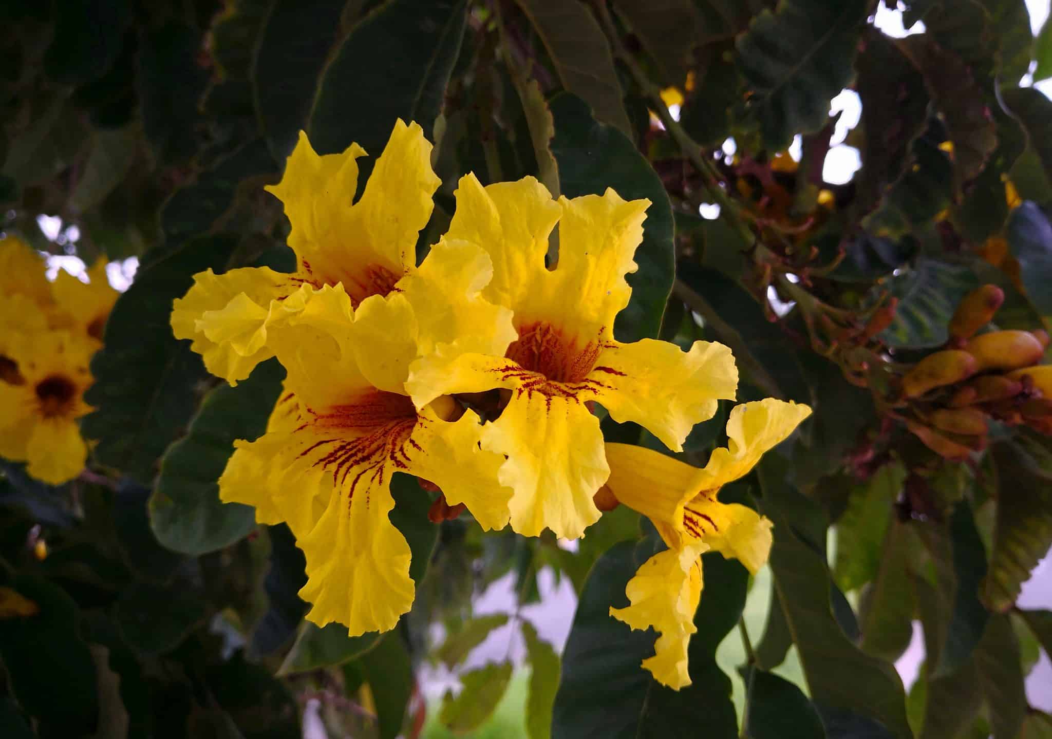 8 Beautiful Trees Native to Kenya - A-Z Animals