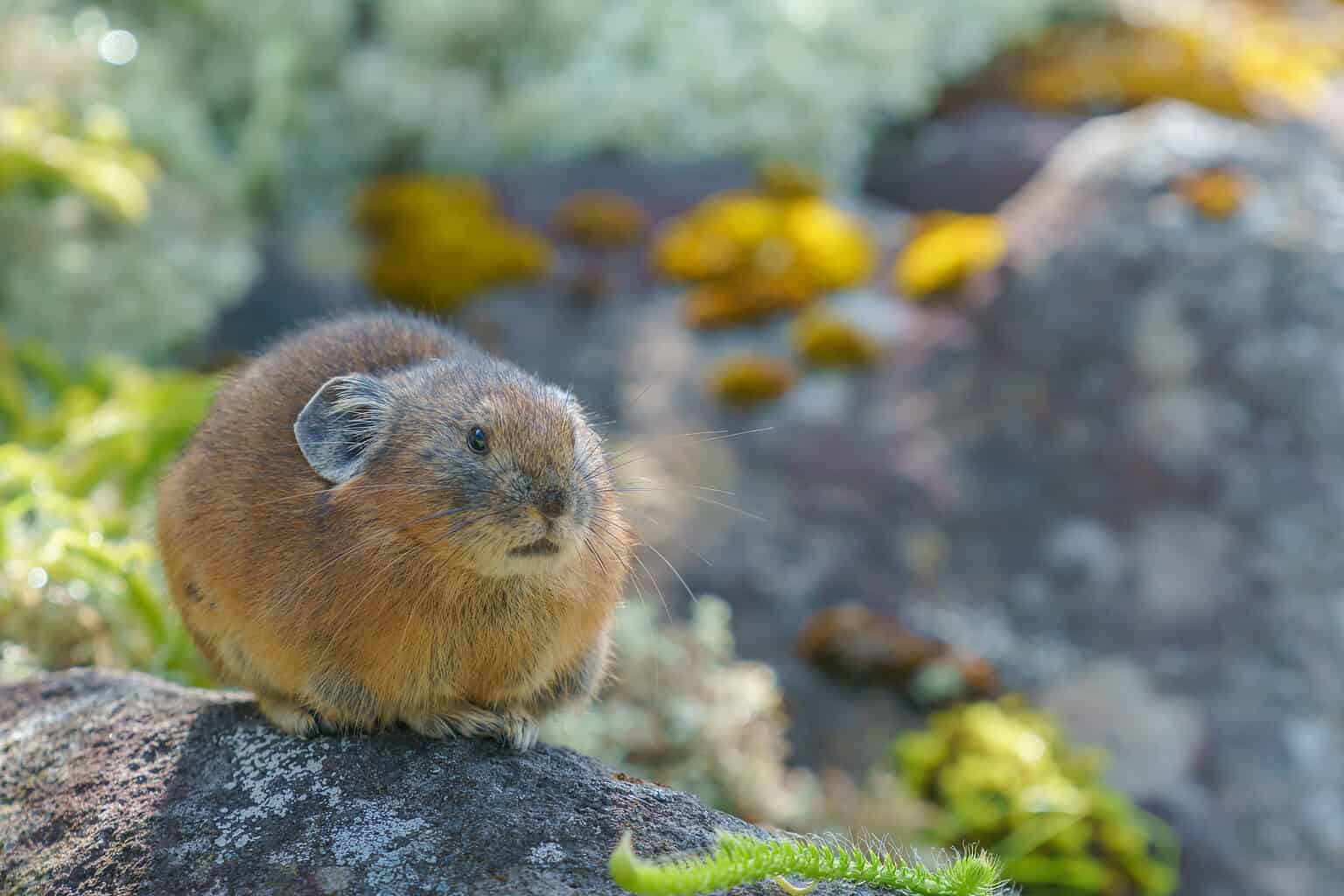 Pika Animal Facts - Ochotona Minor - A-Z Animals