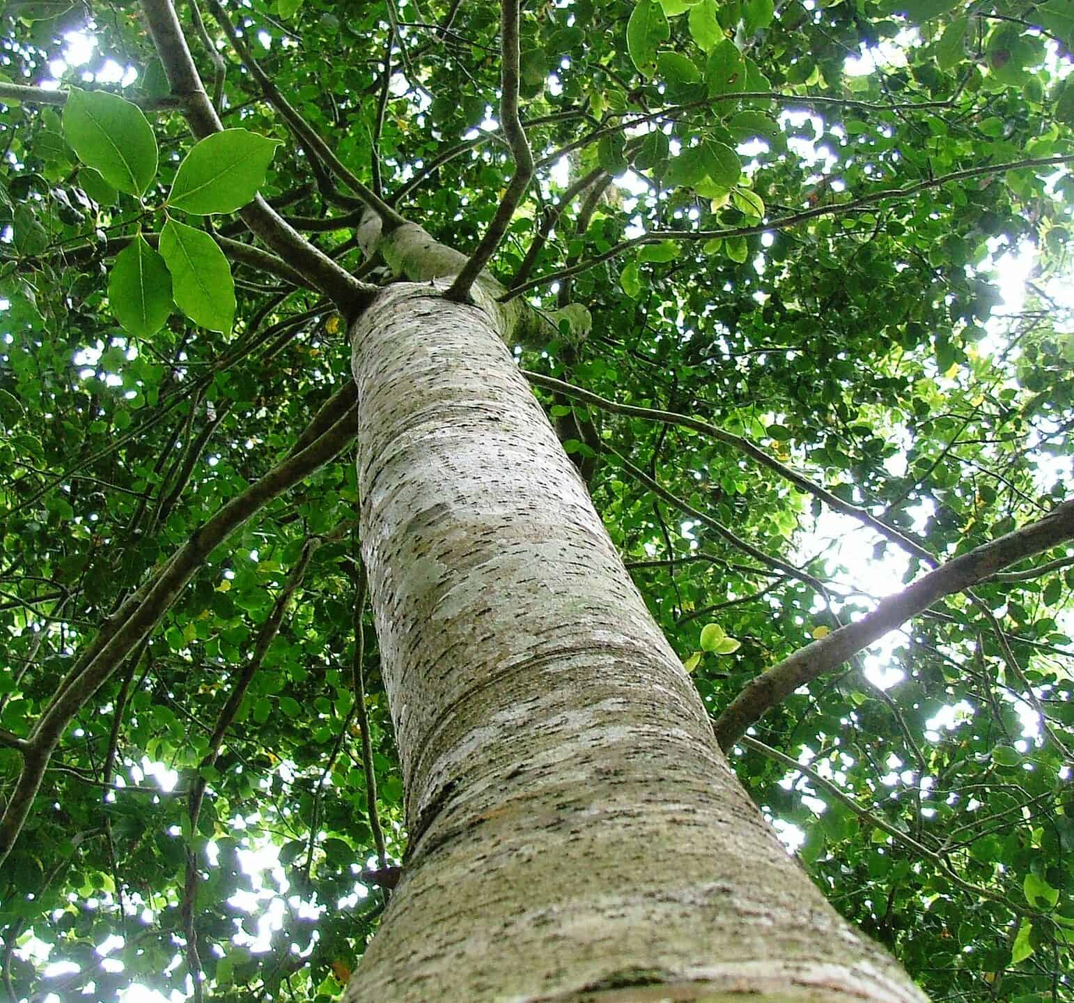 9 Incredible Trees Native to South Africa - A-Z Animals