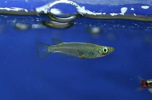 Discover 8 Spectacular Fish Found in China - A-Z Animals