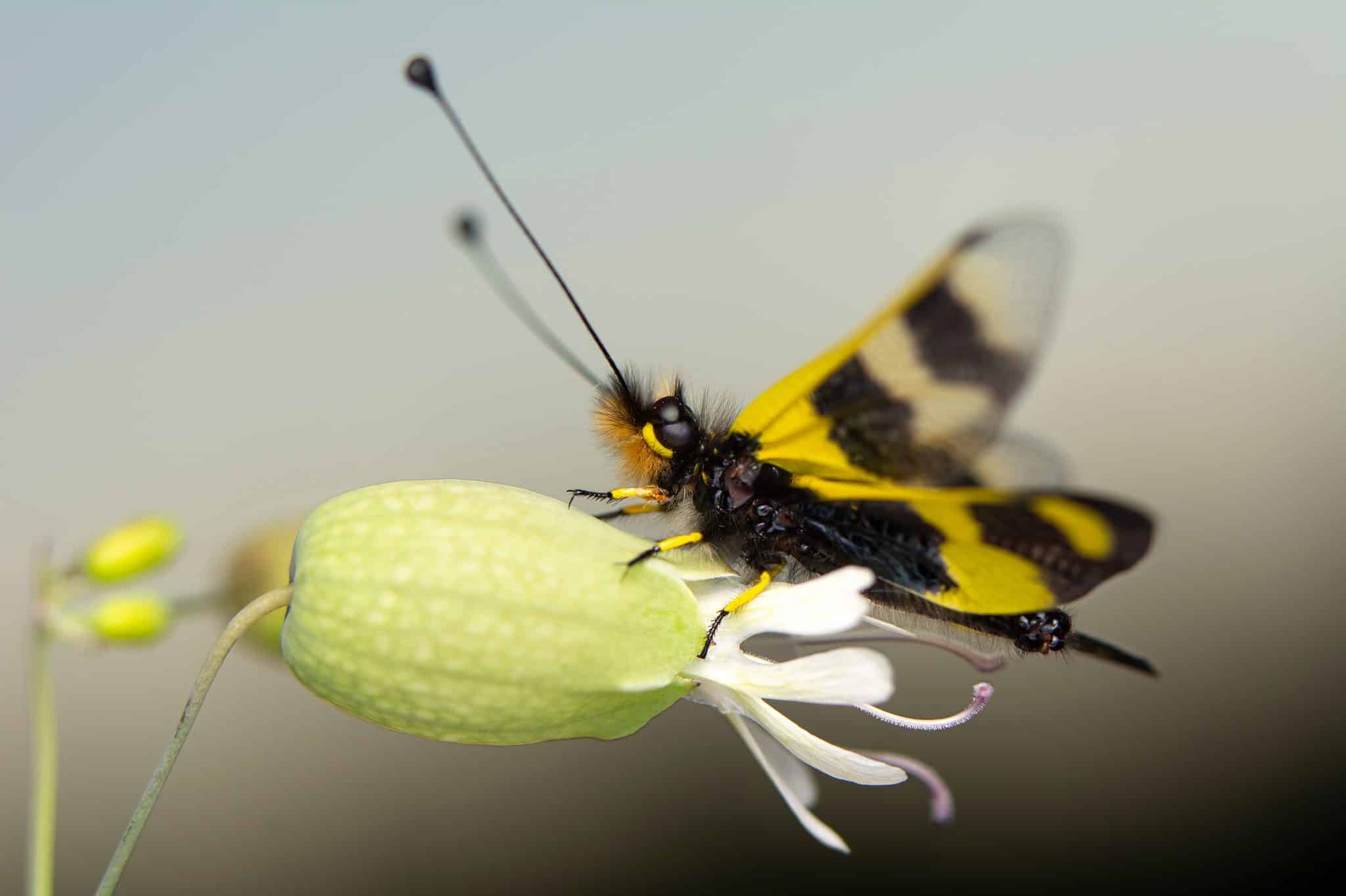 The Most Destructive Invasive Insects in America - A-Z Animals Slideshows