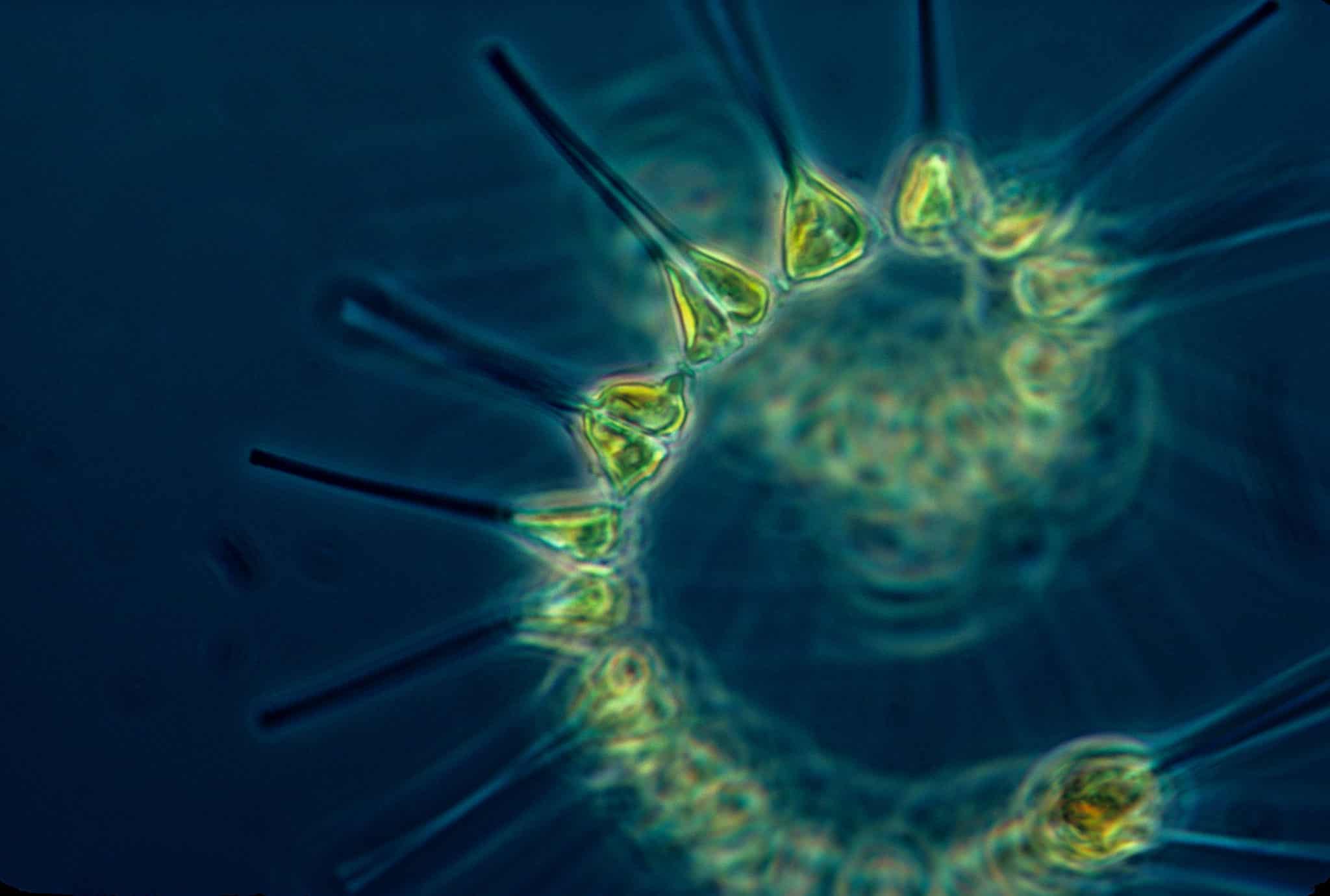 The 5 Most Common Plants That Grow on the Ocean Floor - A-Z Animals