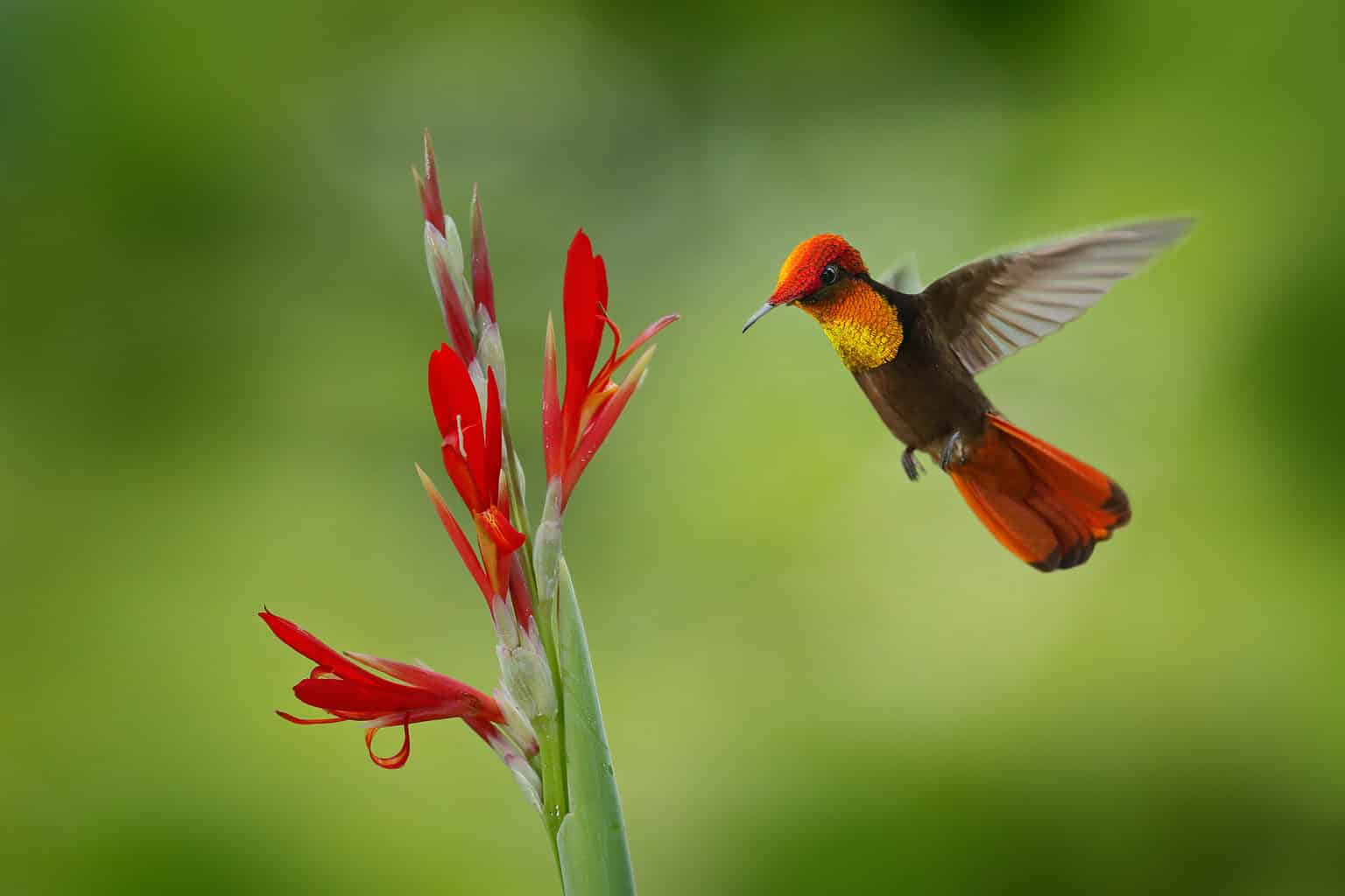This Is Why Hummingbirds Chase Each Other - A-Z Animals Slideshows