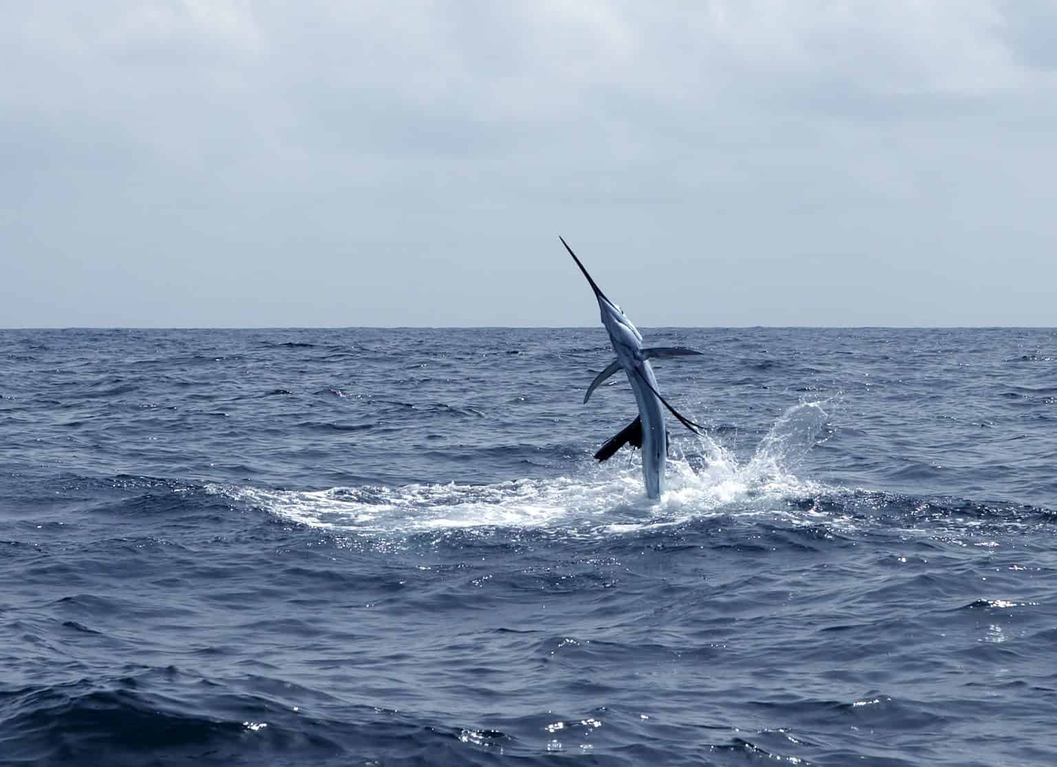 Exploring the Lives of Sailfish and Swordfish: A Comprehensive ...