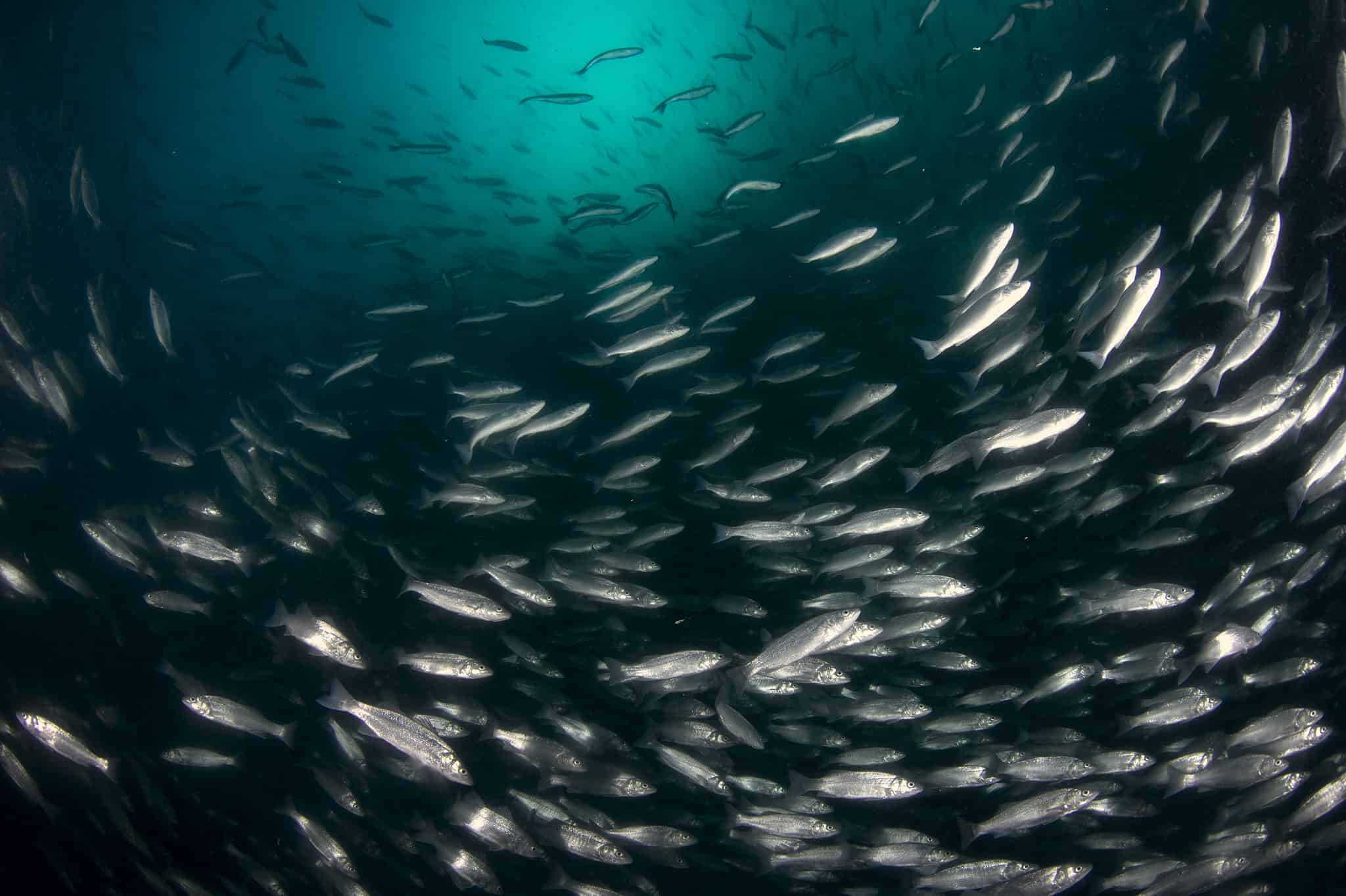 Discover 9 Spectacular Fish Found in Turkey - A-Z Animals