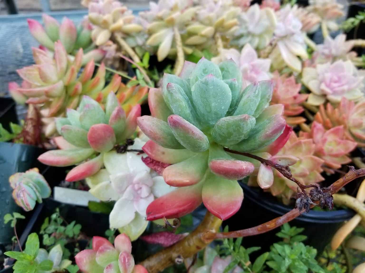 10 Types of Sedum Succulents - A-Z Animals