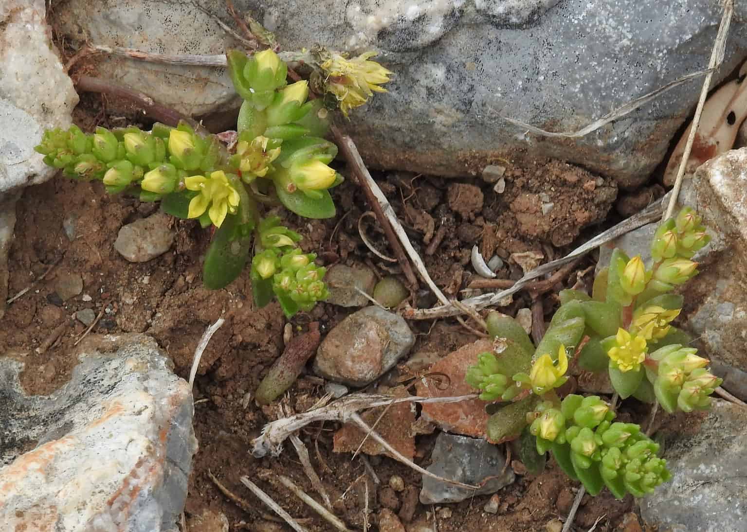 10 Types of Sedum Succulents - A-Z Animals