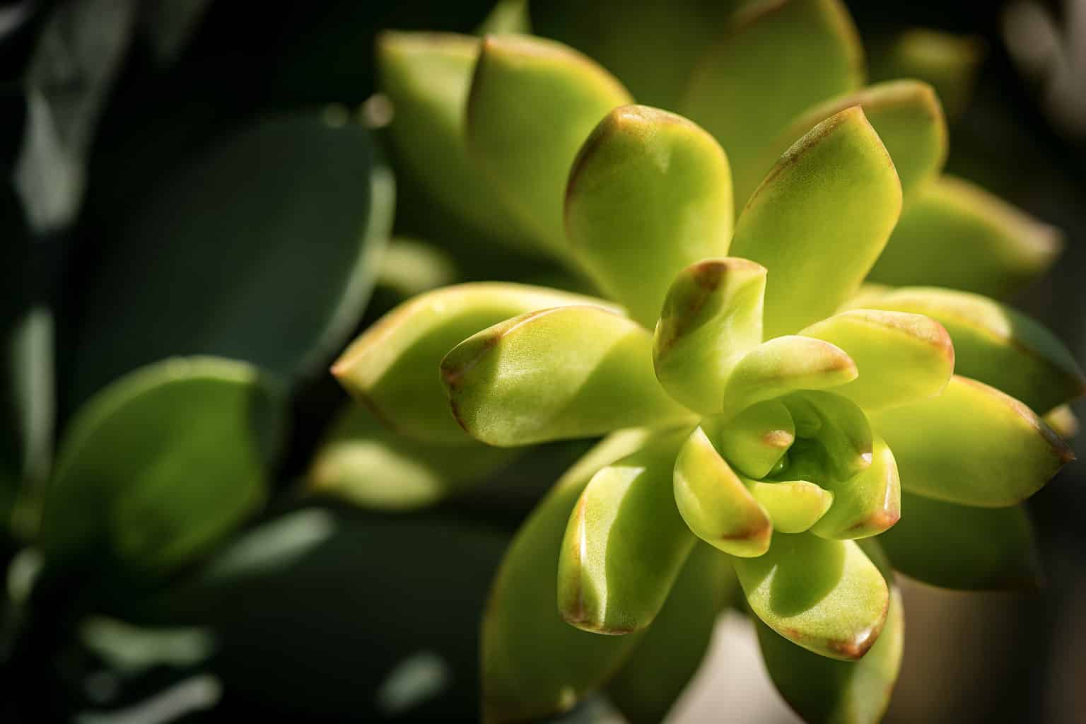10 Types of Sedum Succulents - A-Z Animals