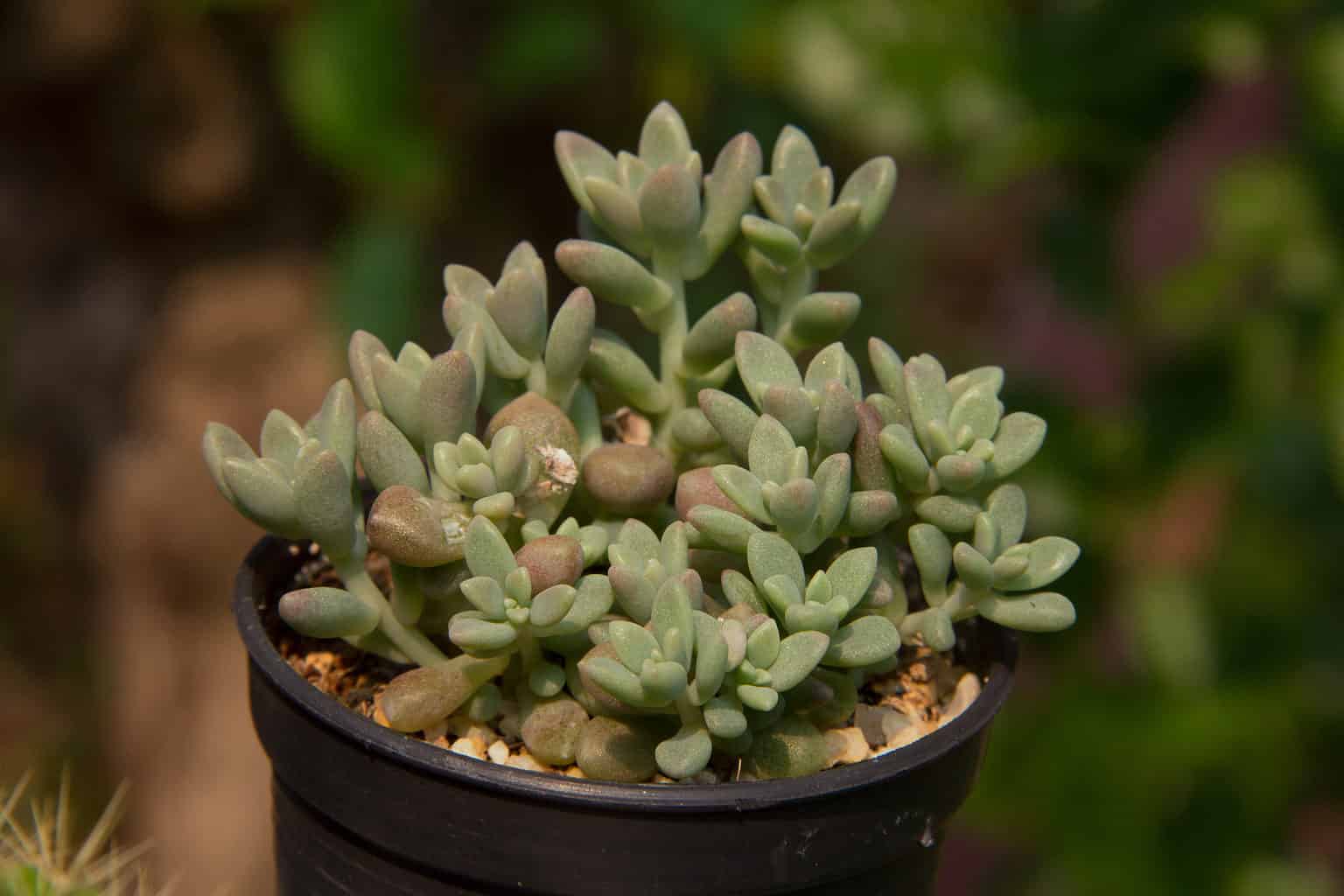10 Types of Sedum Succulents - A-Z Animals
