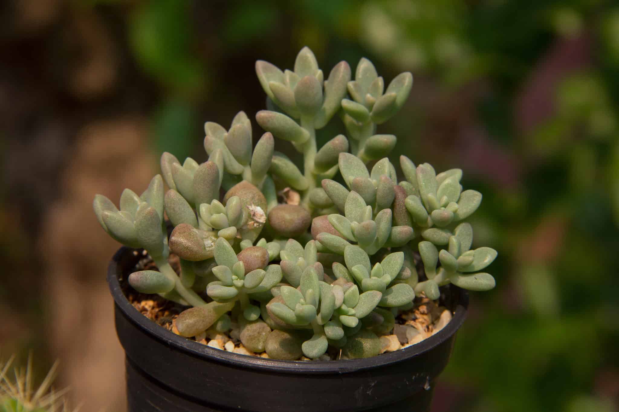10 ประเภทของ Sedum Succulents | Newagepitbulls