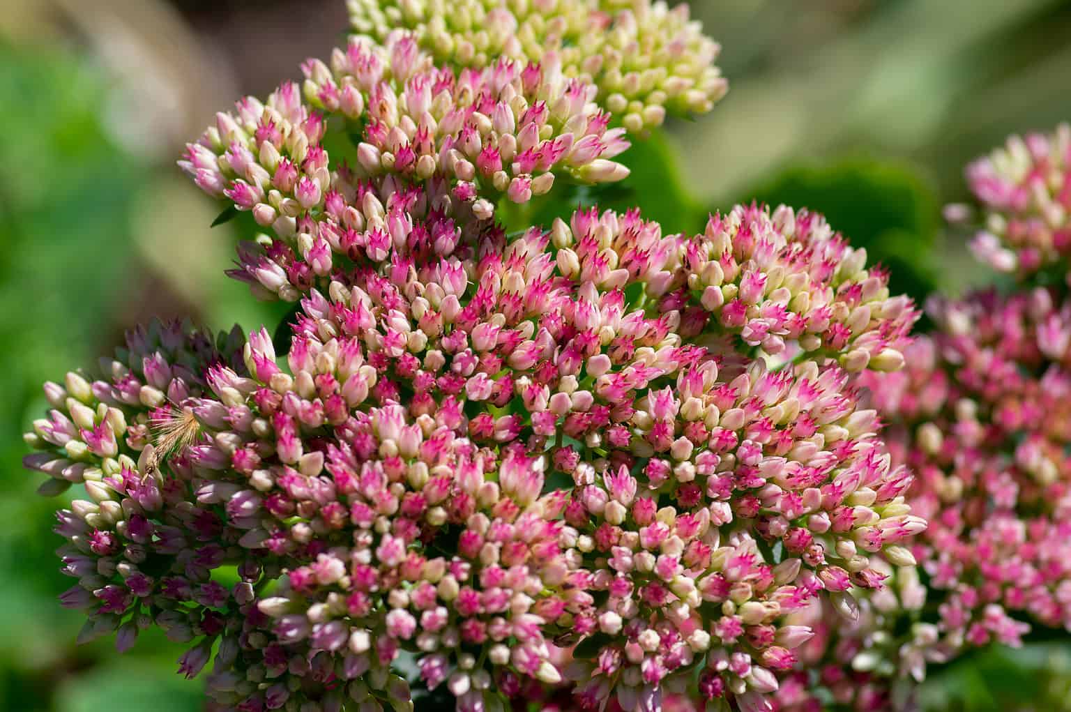 10 ประเภทของ Sedum Succulents | Newagepitbulls