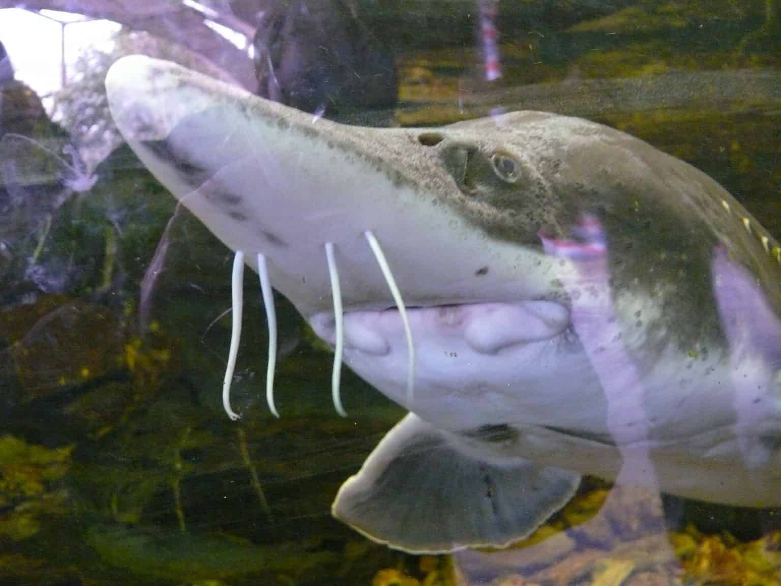 Discover 8 Spectacular Fish Found in China - A-Z Animals
