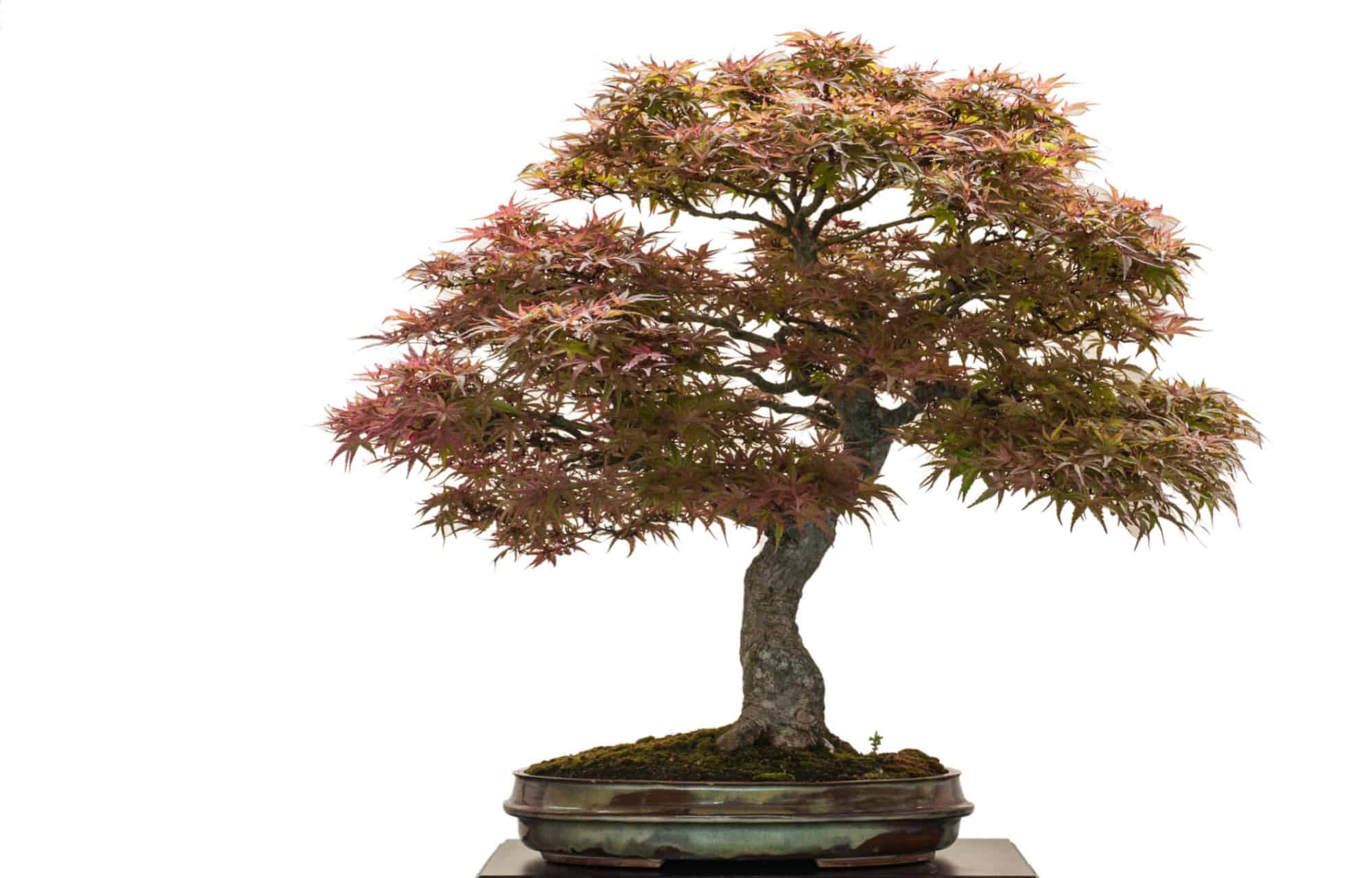 Japanese Maple Bonsai Tree - A-Z Animals