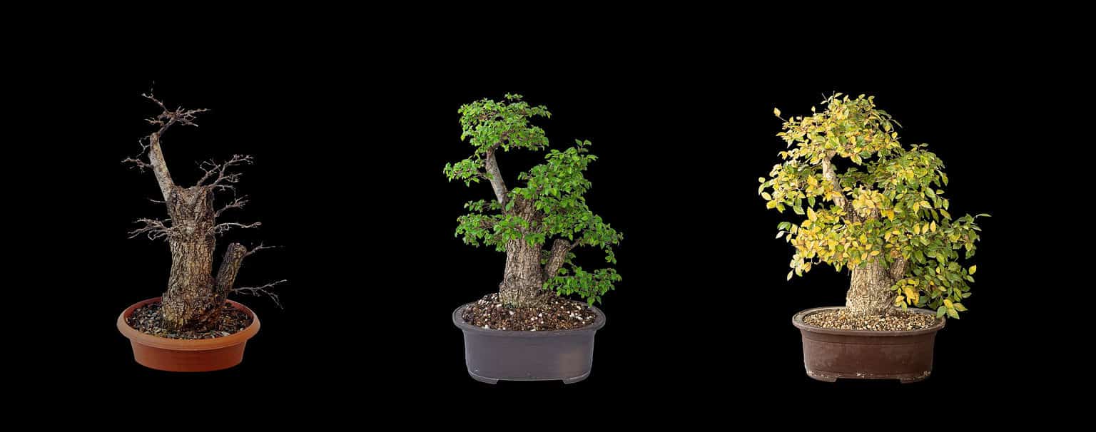 Chinese Elm Bonsai Tree - A-Z Animals