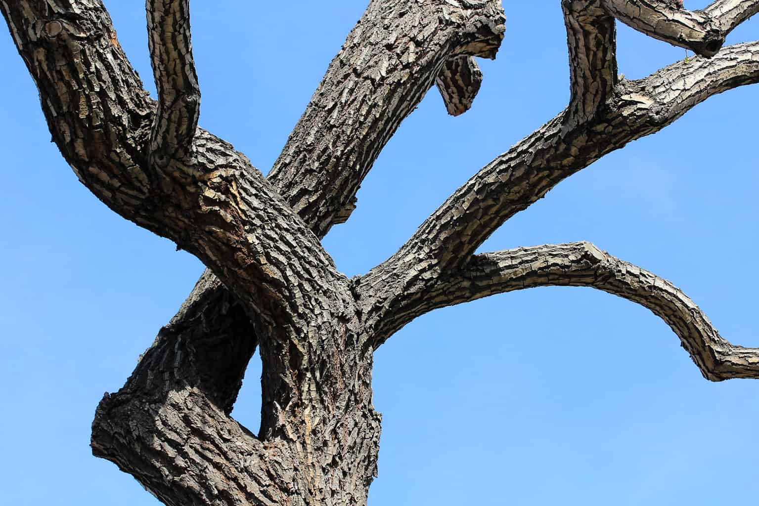 7 Amazing Trees Native to China - A-Z Animals