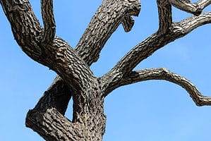 7 Amazing Trees Native to China - A-Z Animals