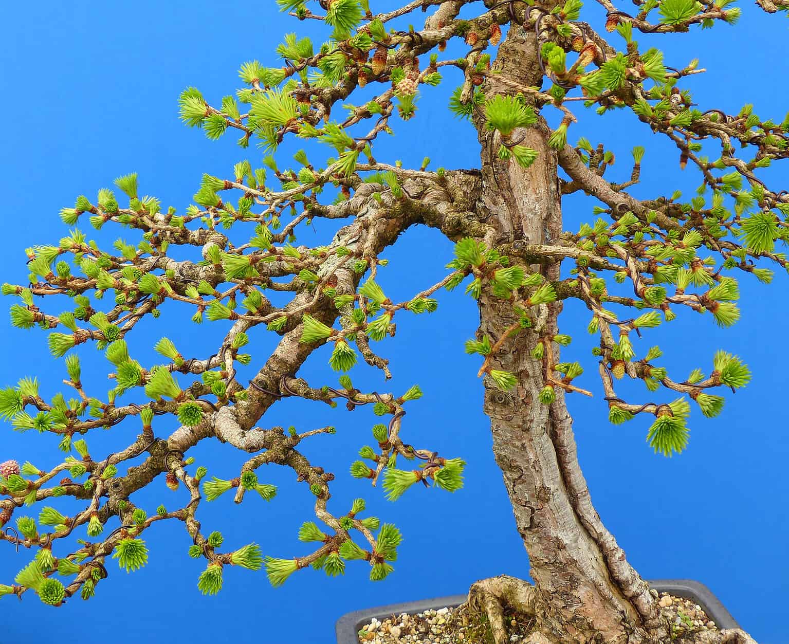 Larch Bonsai Tree - A-Z Animals