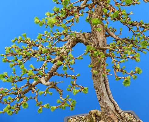 Larch Bonsai Tree - A-Z Animals