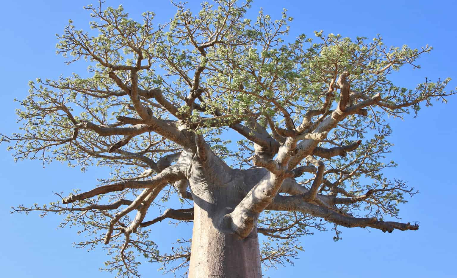 Baobab Bonsai Tree - A-Z Animals
