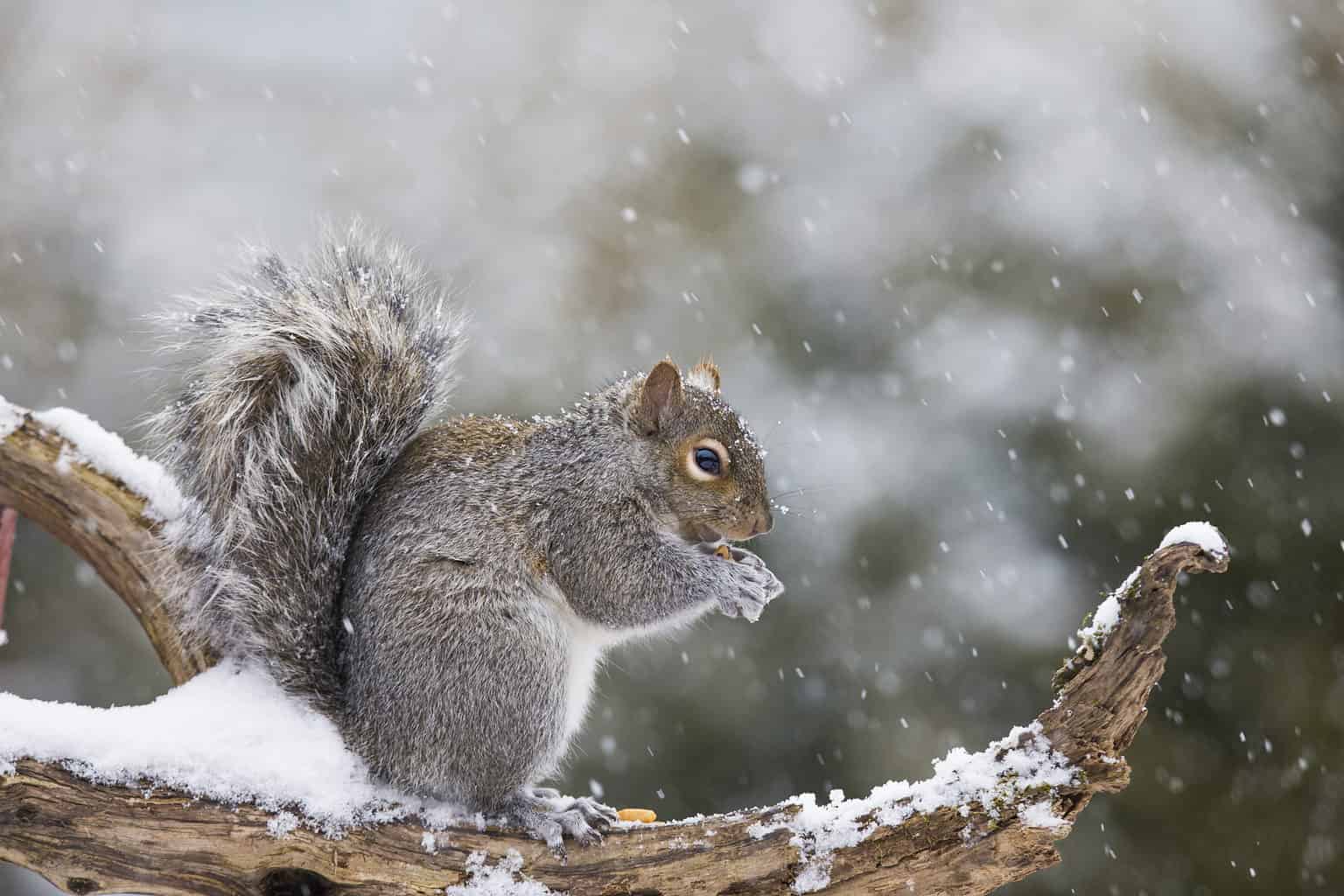 6 Sounds Squirrels Make and What Each Means - A-Z Animals