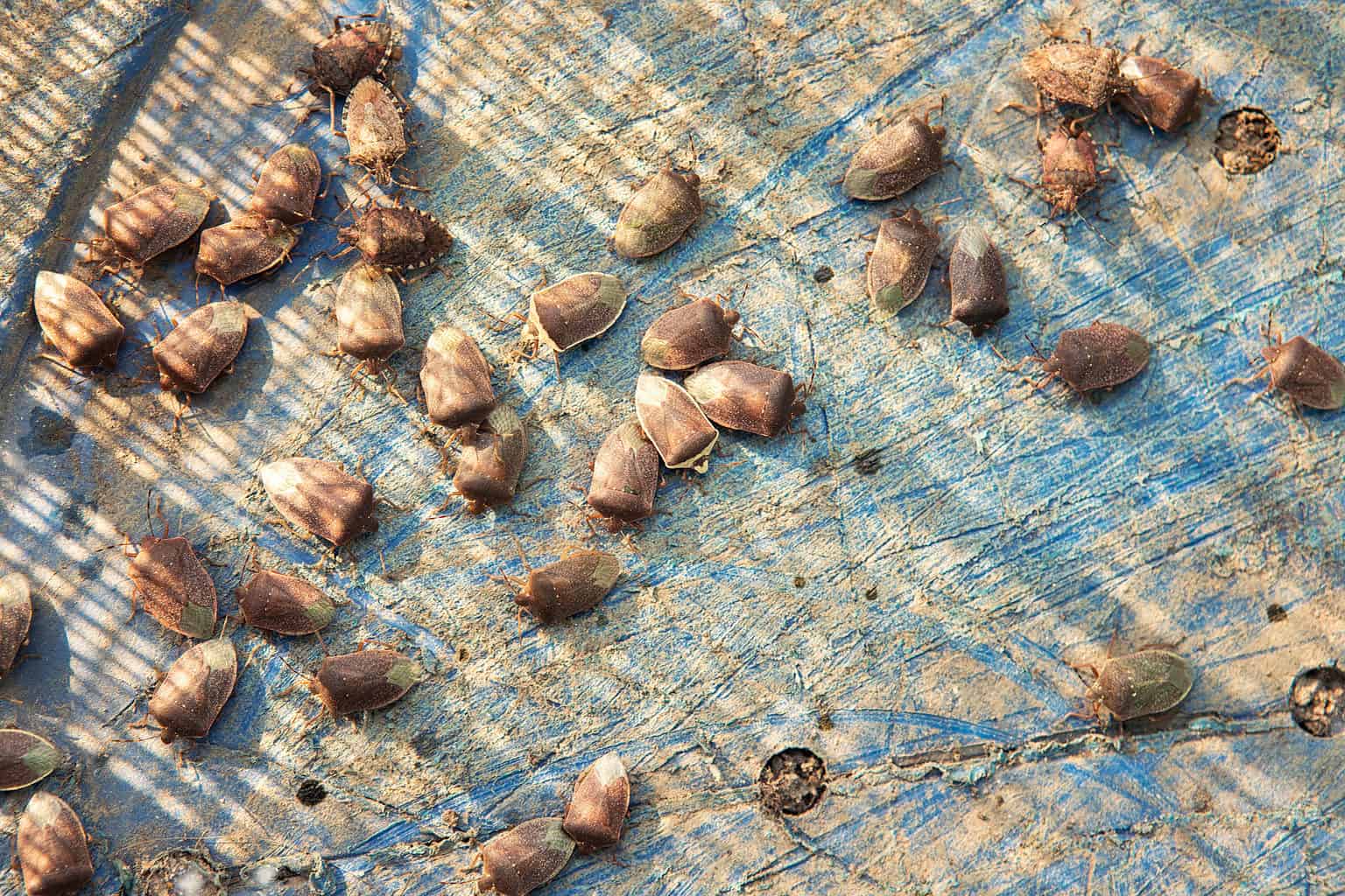 Fact or Fiction: Does WD-40 Really Keep Bugs Away? - A-Z Animals