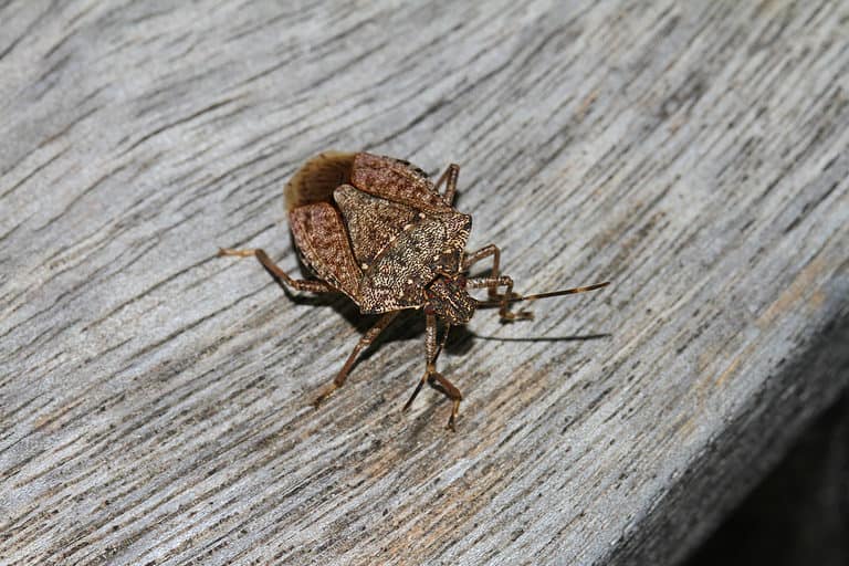 11 Insects That May Try To Make It Into Your Home This Winter