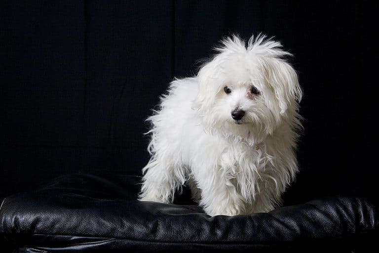 Maltese Progression: Growth Chart, Milestones, and Training Tips - A-Z ...