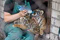 Tiger Attacks: A Comprehensive History - A-Z Animals