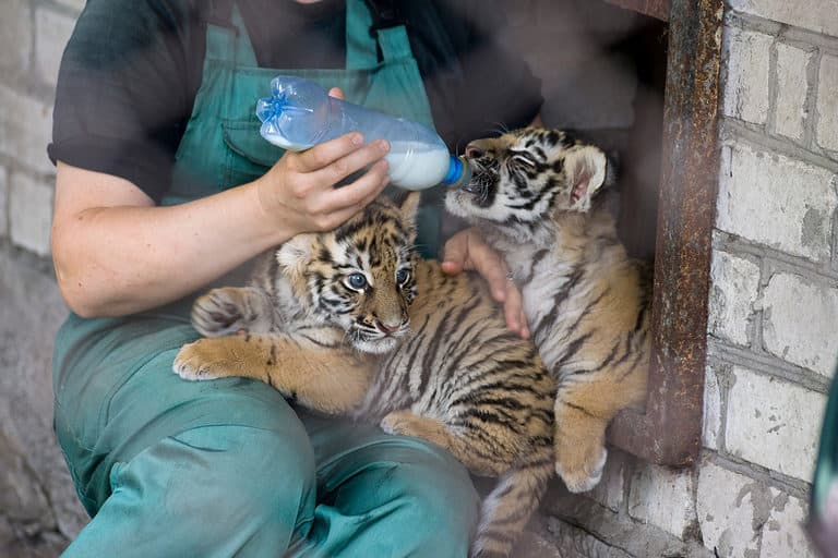 Tiger Attacks: A Comprehensive History - A-Z Animals