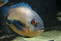 Uaru Cichlid Animal Facts - Uaru amphiacanthoides - A-Z Animals