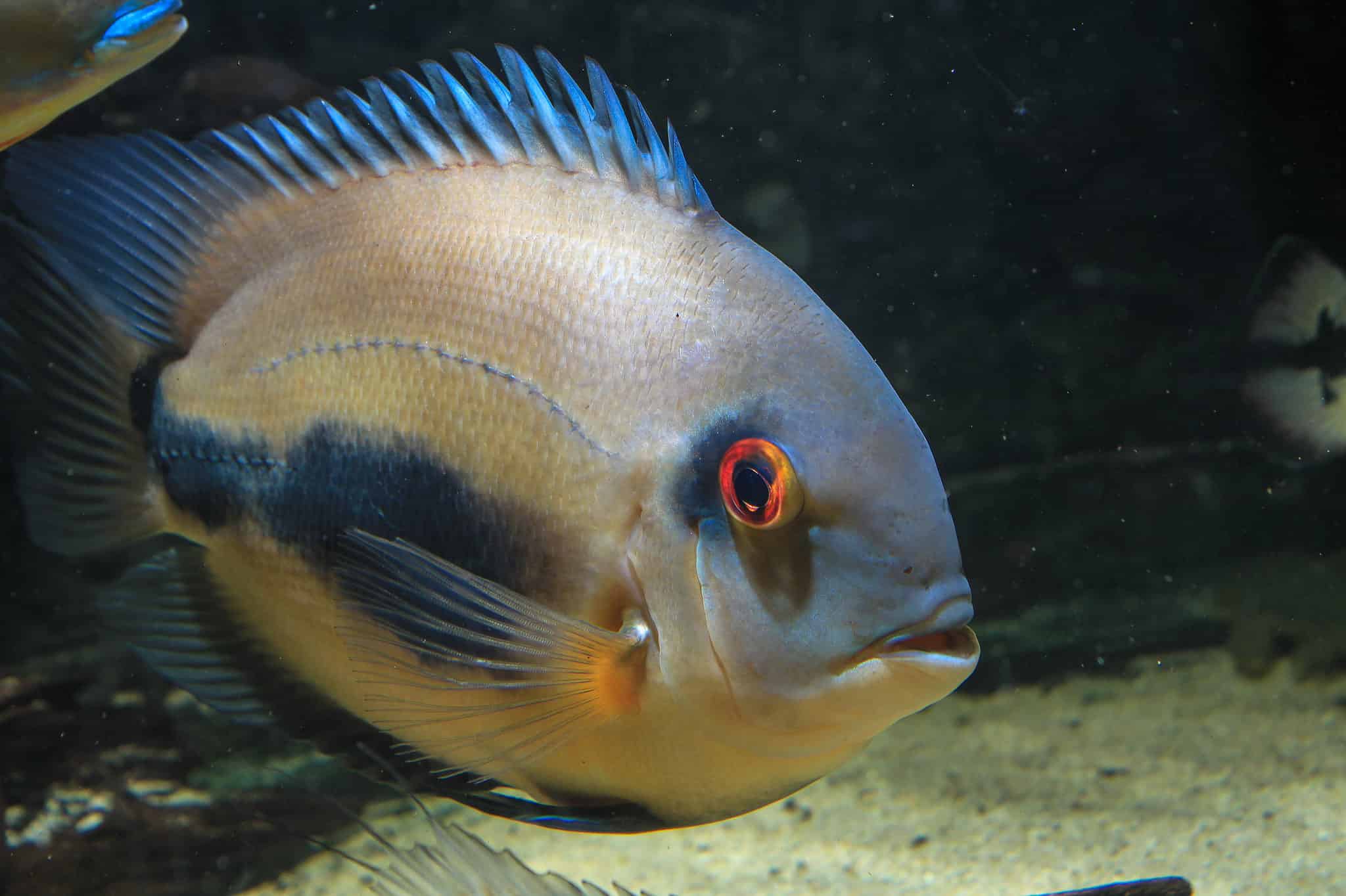 Animals that Start with U - Listed With Pictures, Facts - A-Z Animals