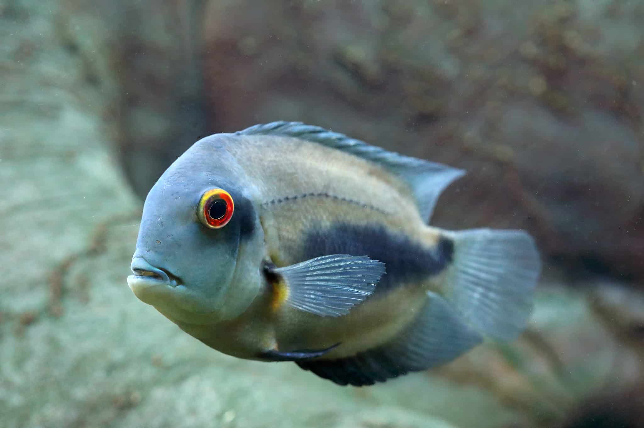 Uaru Cichlid Fish Facts - Uaru amphiacanthoides - A-Z Animals