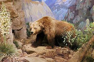 Official state animals of California