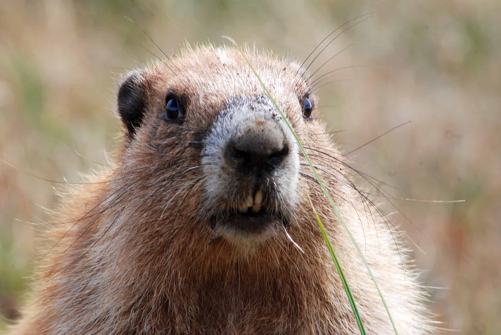 Olympic Marmot Animal Facts - Marmota olympus - A-Z Animals