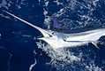 White Marlin Animal Facts - Kajikia albida - A-Z Animals
