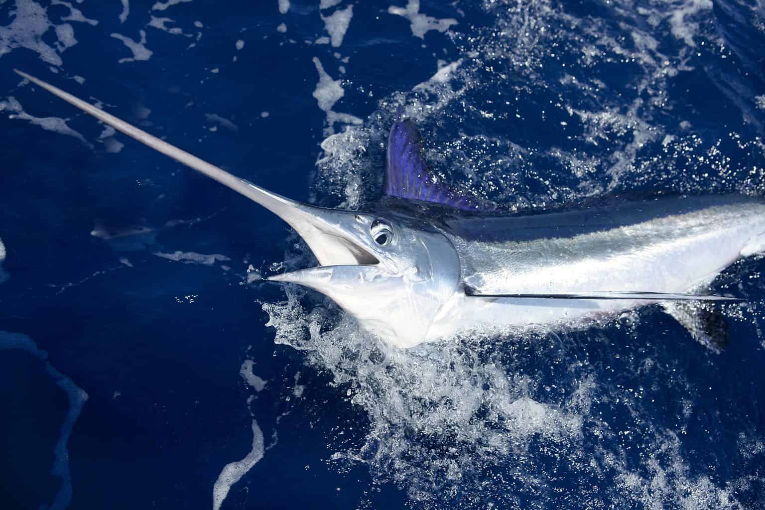 White Marlin Animal Facts - Kajikia albida - A-Z Animals