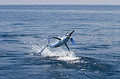 White Marlin Animal Facts - Kajikia albida - A-Z Animals