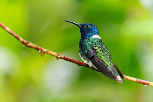 White-winged Dove vs Mourning Dove: What are the Differences? - A-Z Animals