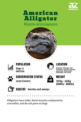 American Alligator Animal Facts - Alligator mississippiensis - A-Z Animals