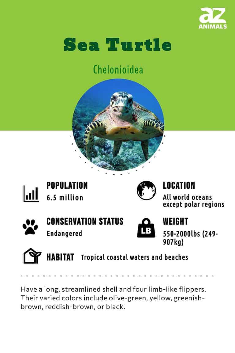 Sea Turtle Animal Facts - A-Z Animals