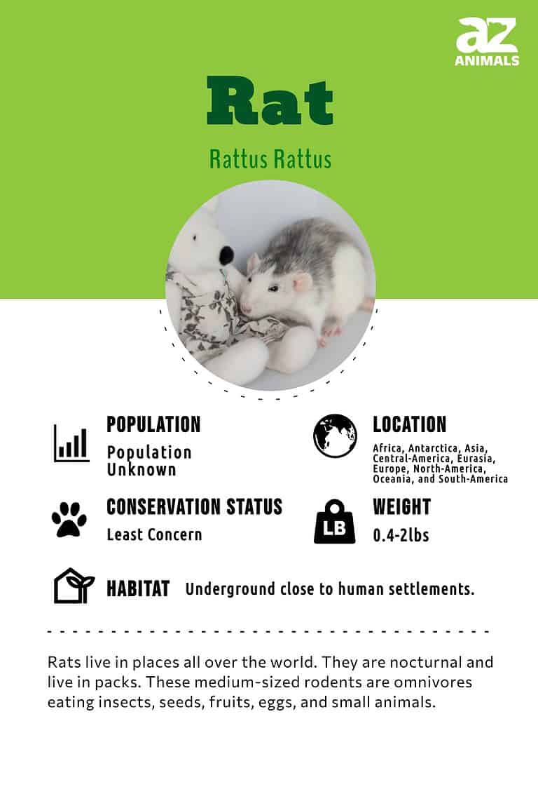 Rat Animal Facts - Rattus rattus - A-Z Animals